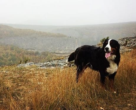 Top 100 Wild Nature Inspired Dog Names - PetPress