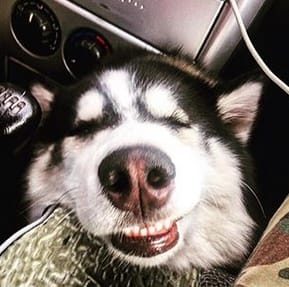 Top 75 Dull Dog Name Ideas - PetPress