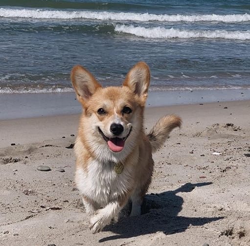 55 Best Salty Sea Inspired Dog Names with Meanings - PetPress