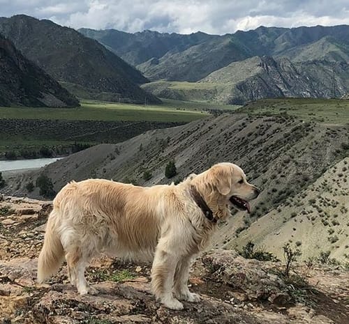 Top 100 Wild Nature Inspired Dog Names - PetPress