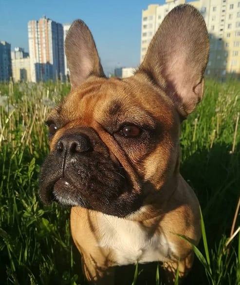 130 Female Dog Names that Start with "S" - PetPress