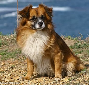 Dog Names That Start With E - 120+ Perfect Male & Female Dog Names