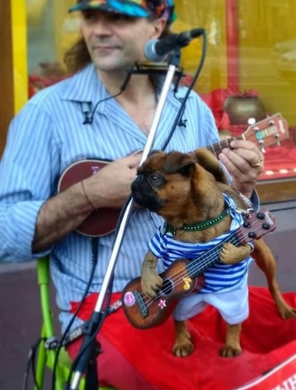 40 Trendy Music Inspired Dog Names - PetPress