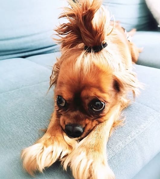 Top 255 Trendy Dog Names for Female Dogs - PetPress