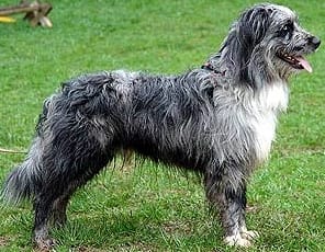 Top 150 Popular Portuguese Dog Names with Meanings - PetPress