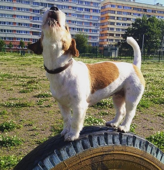 Top 75 Dull Dog Name Ideas - PetPress