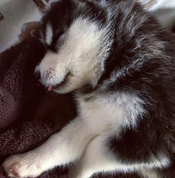 250+ Aggressive Dog Names for your Tough Puppy