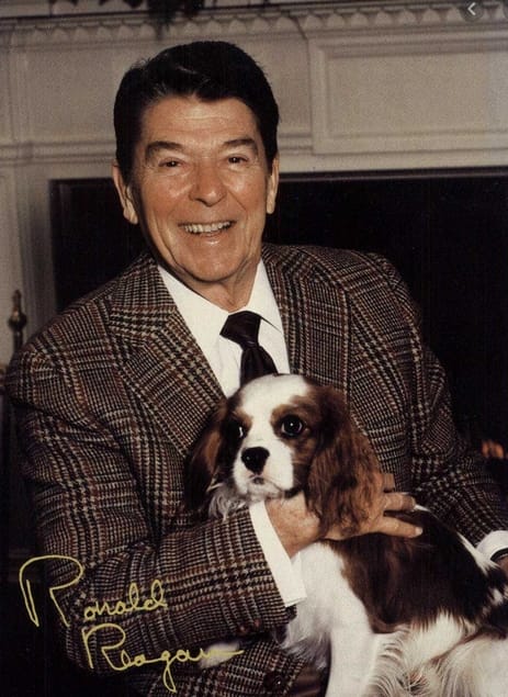 30 Awesome Presidential Dog Names - PetPress