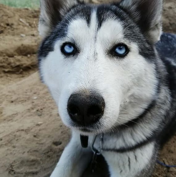 Top 50 Cherokee Dog Names Inspired by Nature Spirit - PetPress