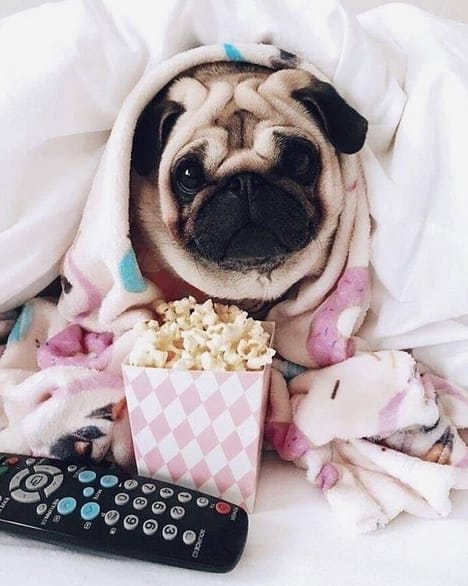 The 200 Weirdest Dog Names Ever! - PetPress