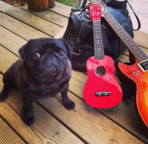 40 Trendy Music Inspired Dog Names - PetPress