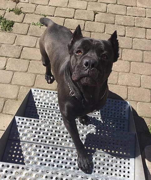 250+ Aggressive Dog Names for your Tough Puppy