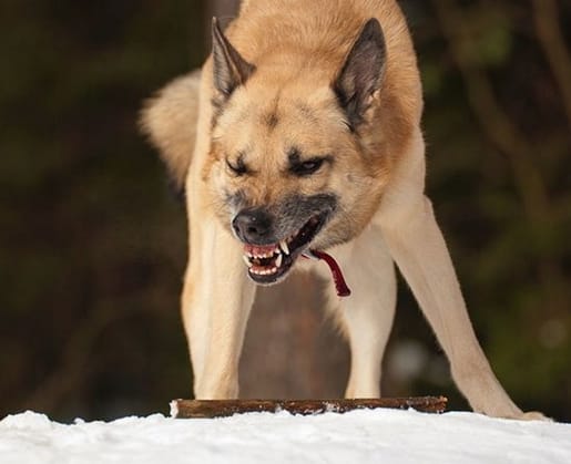 250+ Aggressive Dog Names for your Tough Puppy