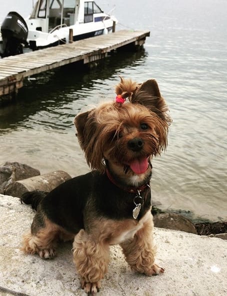 Top 75 Sailing Inspired Dog Names with Meanings - PetPress