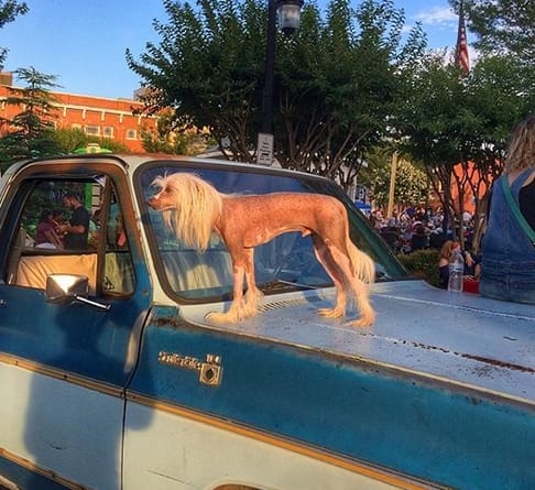 250+ Funny Hippie Dog Names