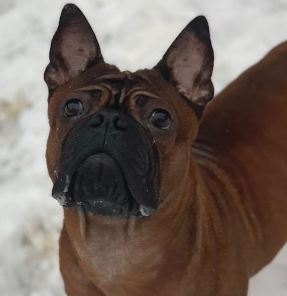 Top 88 Mythical Dog Names for Powerful Dogs - PetPress