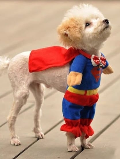 Top 155 Superhero Dog Names Inspired by Comics - PetPress