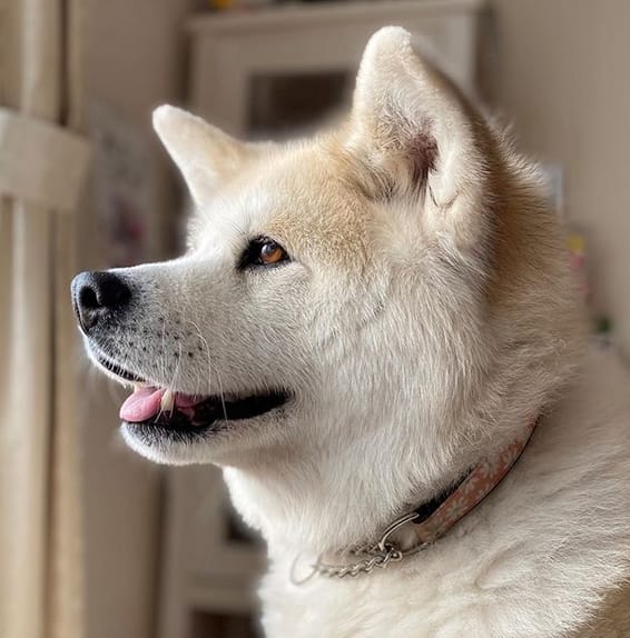 220 Asian Dog Names - Great List of Ideas - PetPress