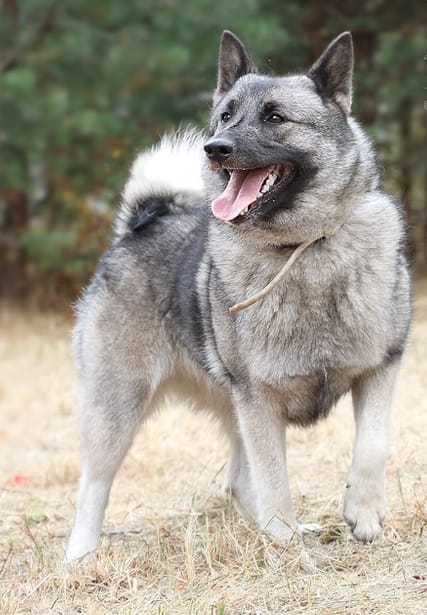 The 80 Most Popular Viking Dog Names - PetPress