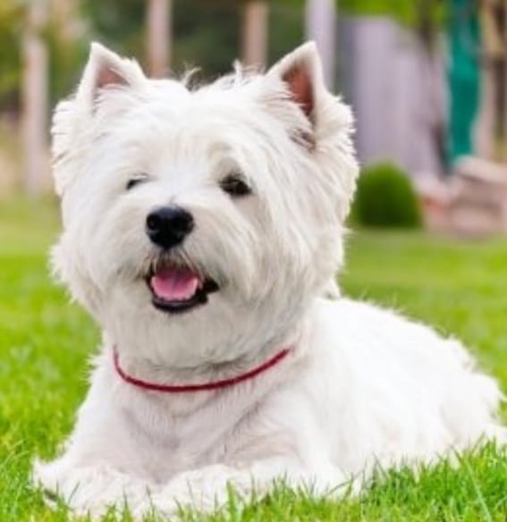 85 Best Female Dog Names Inspired by Greek Mythology (with Meanings ...