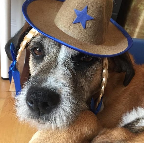 78 Classic Western Dog Names - PetPress