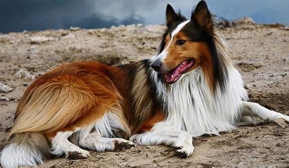 125 Popular Female Dog Names - PetPress