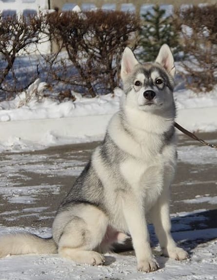 Top 50 Cherokee Dog Names Inspired by Nature Spirit - PetPress
