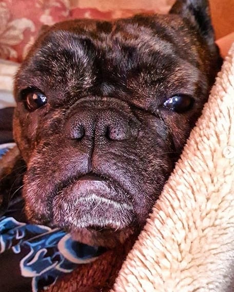 125 Great Brutal Dog Names - PetPress