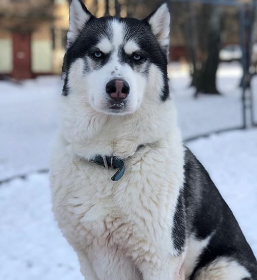 65 Best Dog Names for Male Huskies - PetPress