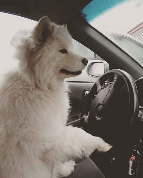 Top 130 Coolest Car Dog Names | PetPress