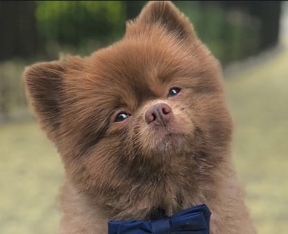 55 of the Cutest Teddy Bear Dog Names - PetPress