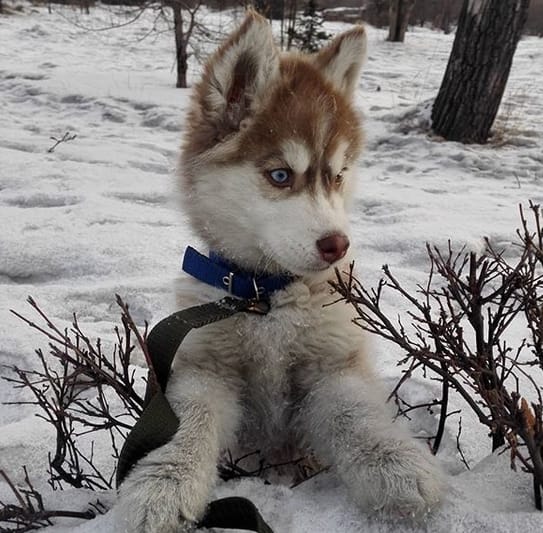 55 Perfect Winter Dog Names for Huskies - PetPress