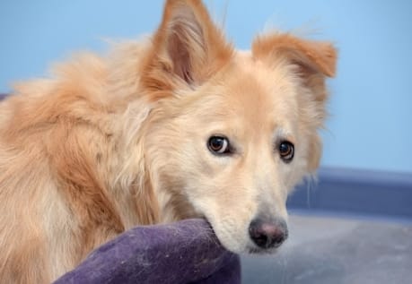 Top 101 Stunning Dog Names for Cream-Colored Puppies - PetPress