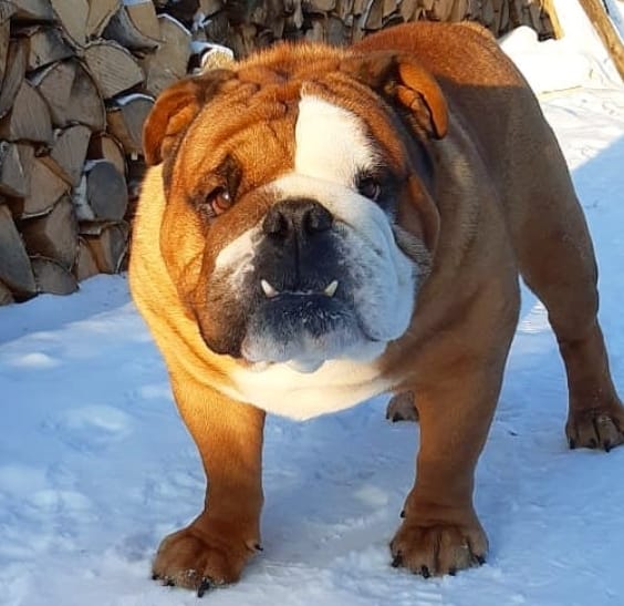 Top 200 Old Fashioned Dog Names for Female Dogs - PetPress