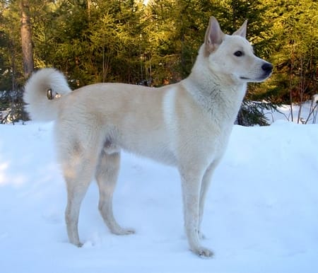 Top 115 Jewish Dog Names with Meanings - PetPress