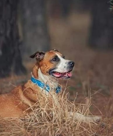 Top 50 Best Two-Syllable Dog Name Ideas for Girl and Boy Puppies - PetPress