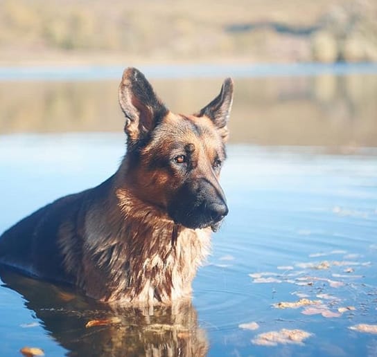150+ Popular Water-Themed Dog Name Ideas