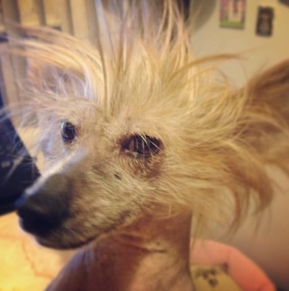 250+ Funny Hippie Dog Names