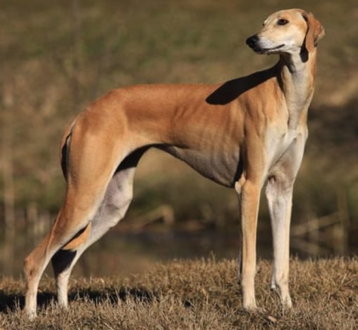 Top 50 Best Arabic Dog Names - PetPress