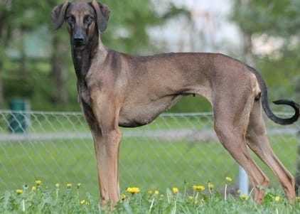 Top 50 Best Arabic Dog Names - PetPress