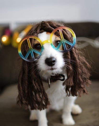 250+ Funny Hippie Dog Names