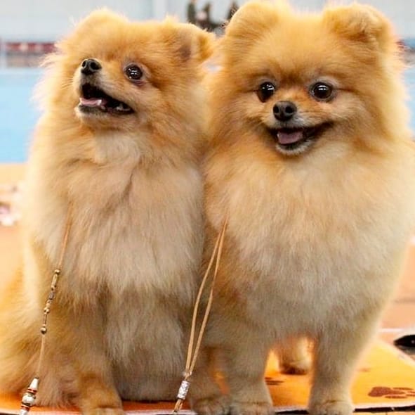 Dog Names That Start With E - 120+ Perfect Male & Female Dog Names