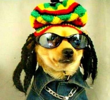 250+ Funny Hippie Dog Names