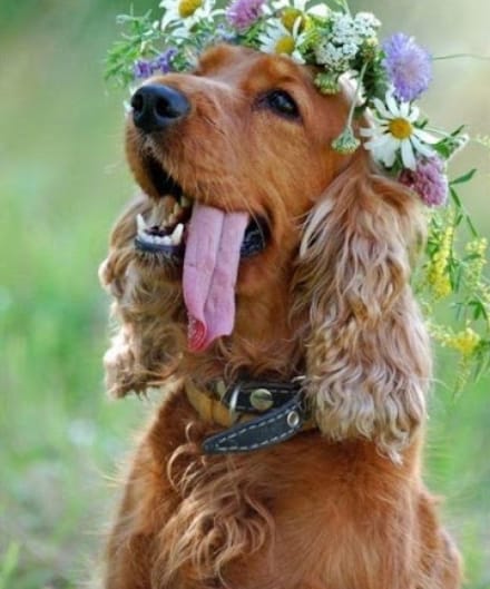 250+ Funny Hippie Dog Names