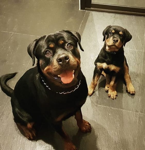 250+ Aggressive Dog Names for your Tough Puppy