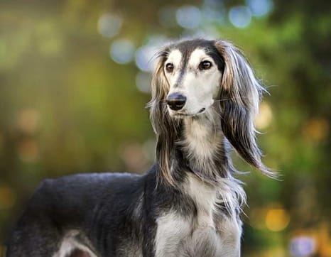 Top 50 Best Arabic Dog Names - PetPress