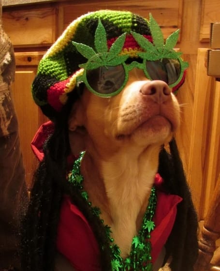 250+ Funny Hippie Dog Names