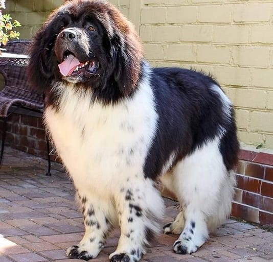 250+ Aggressive Dog Names for your Tough Puppy