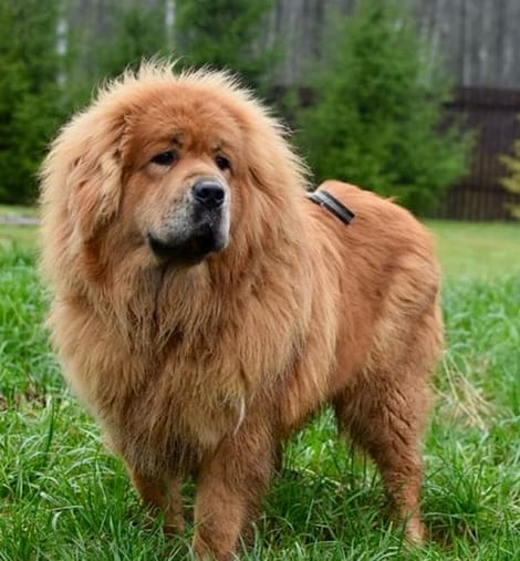 Dog Names That Start With E - 120+ Perfect Male & Female Dog Names