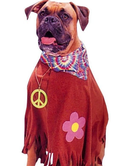 250+ Funny Hippie Dog Names